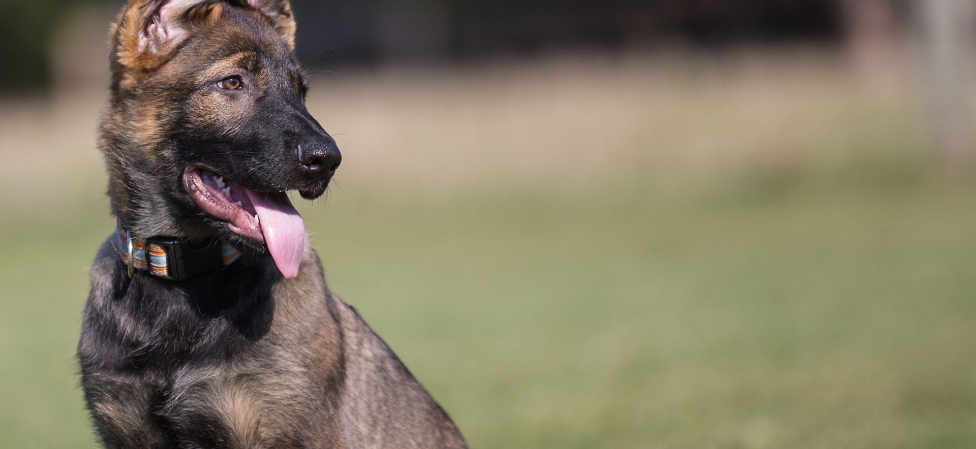 Private Lessons - For Your K9