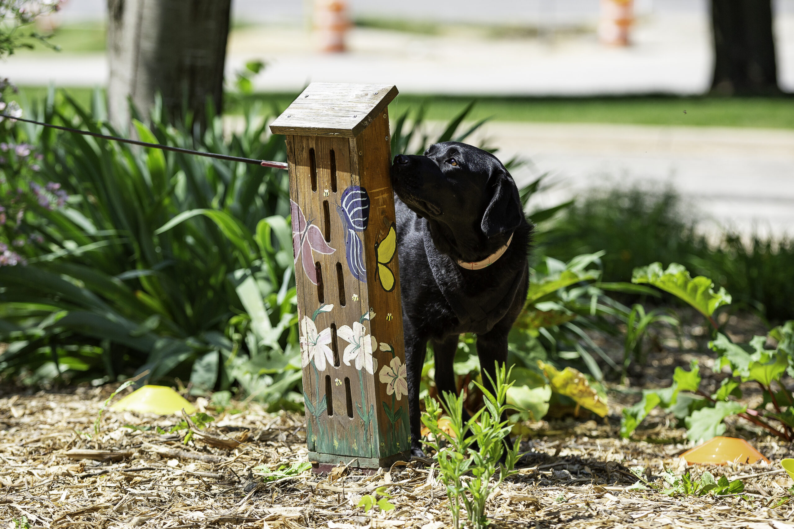 K9 Nose Work Classes in Elmhurst | Scent Training for Dogs