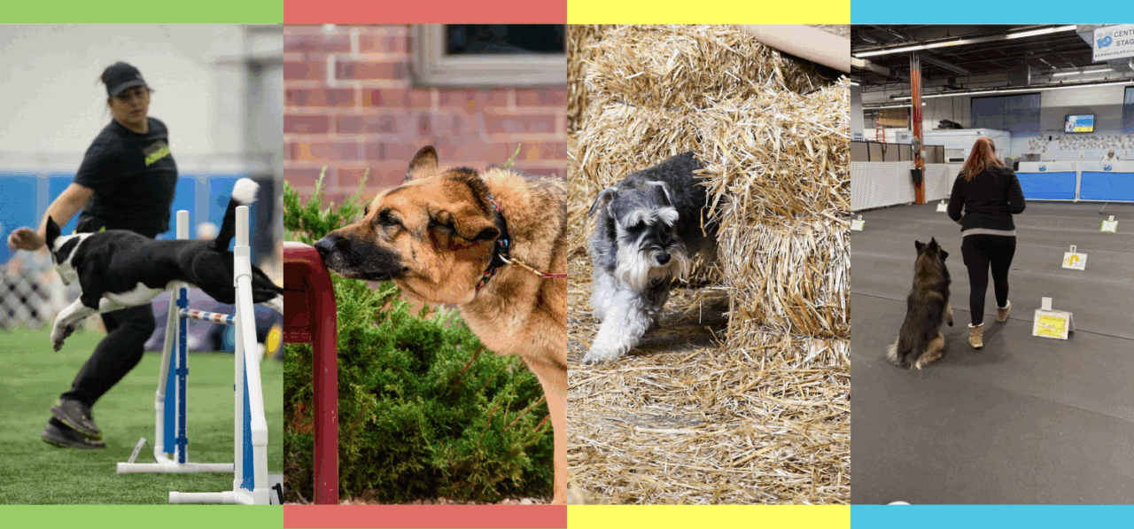 Dog Sports in Elmhurst | Agility, Nose Work, Barn Hunt, & More