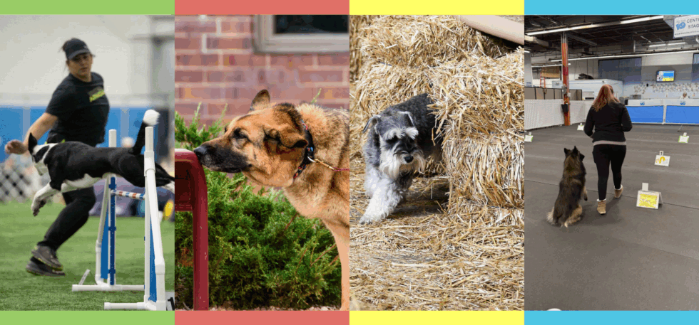 Dog Sports in Elmhurst | Agility, Nose Work, Barn Hunt, & More